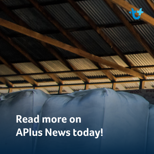 Double the volume and higher prices as the AuctionsPlus Wool market ...