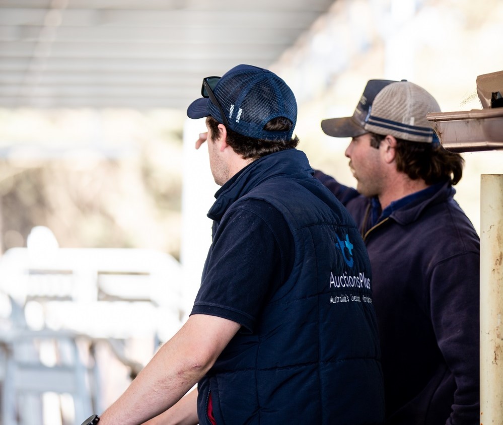 AuctionsPlus Commercial Livestock Sales